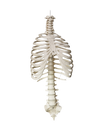 Human Ribcage Prop – Dapper Cadaver Props
