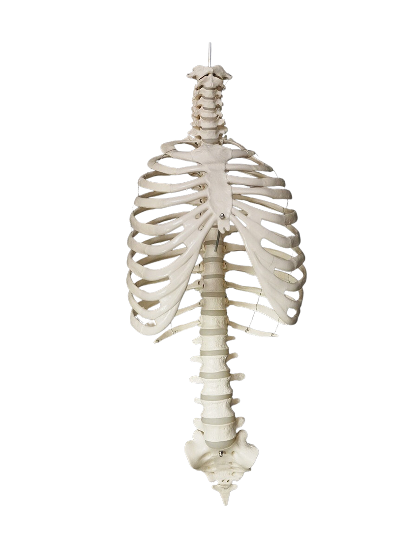 Human Ribcage Prop – Dapper Cadaver Props