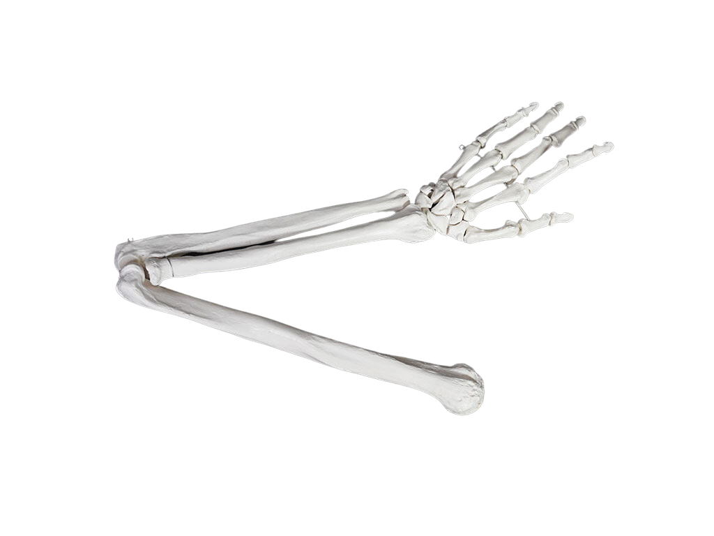 Full Skeletal Arm – Dapper Cadaver Props
