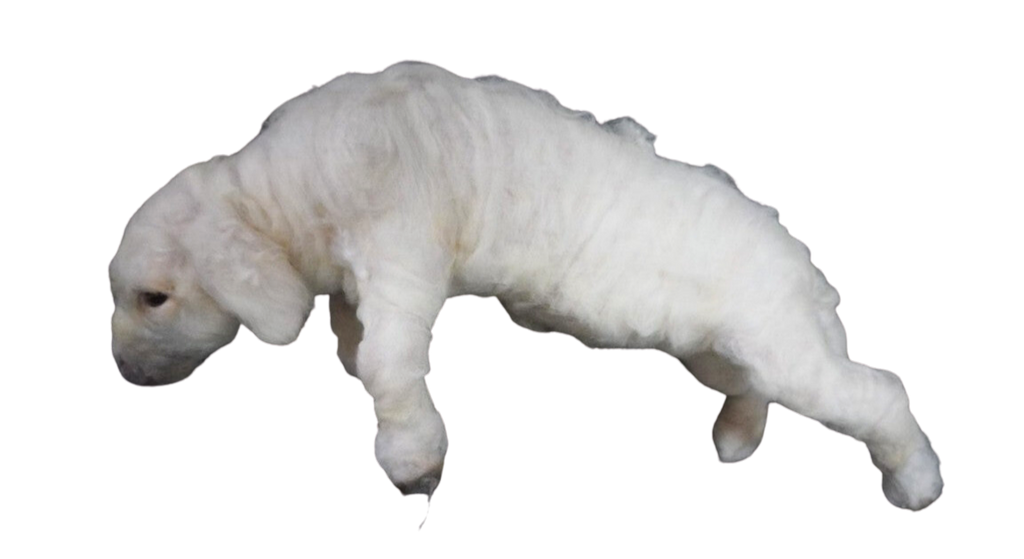 Wooly Lamb Prop – Dapper Cadaver Props