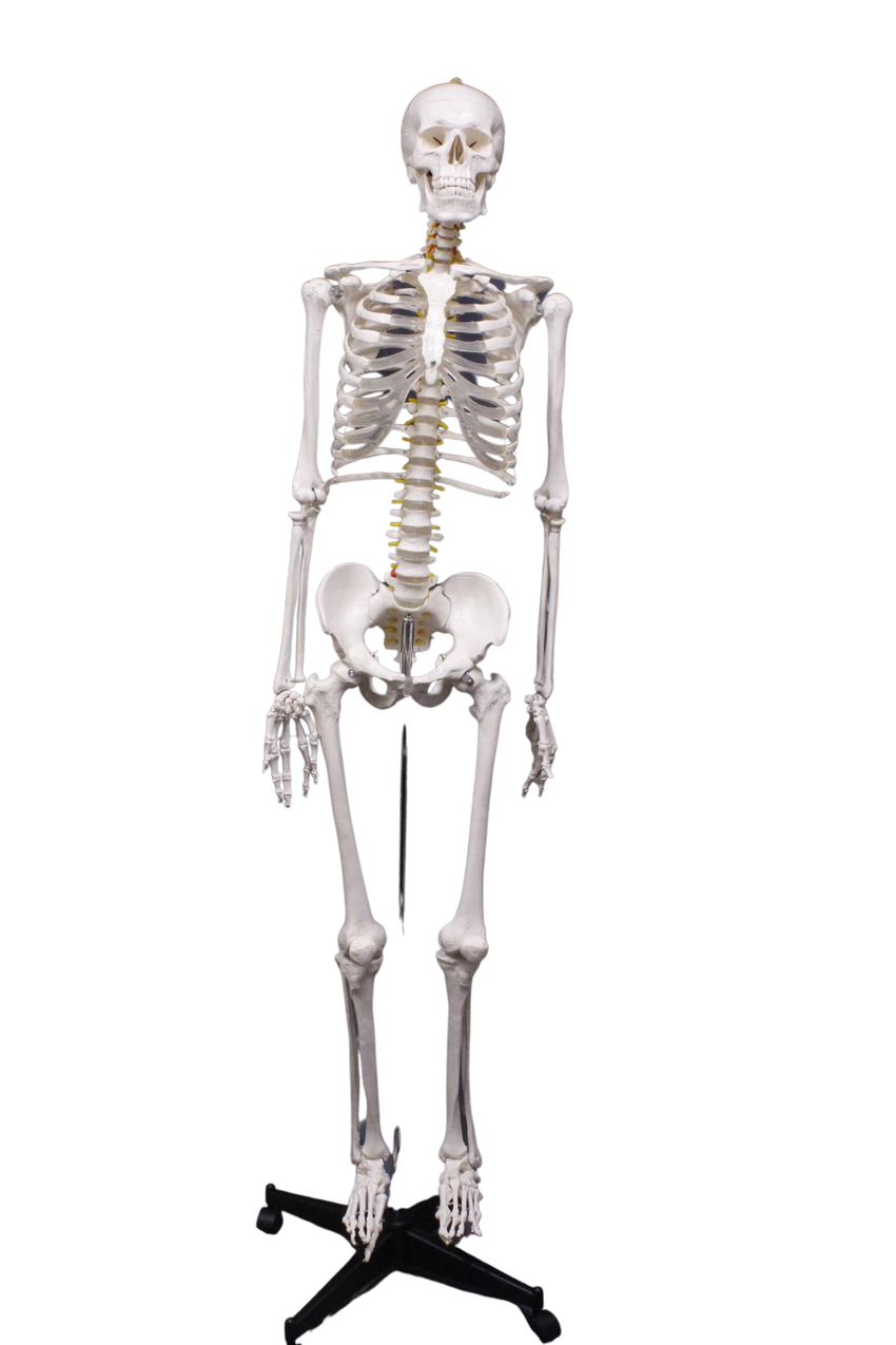 Prop Skeletons, Skull Replicas & Bones for Halloween & Productions ...