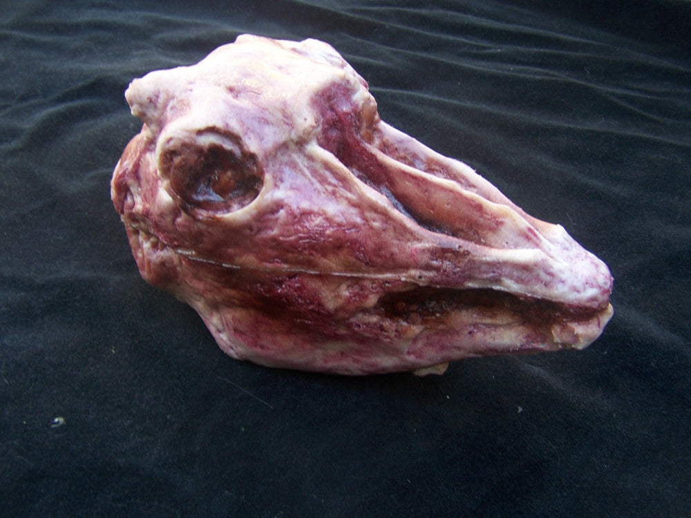 Skinned Goat Head Prop – Dapper Cadaver Props