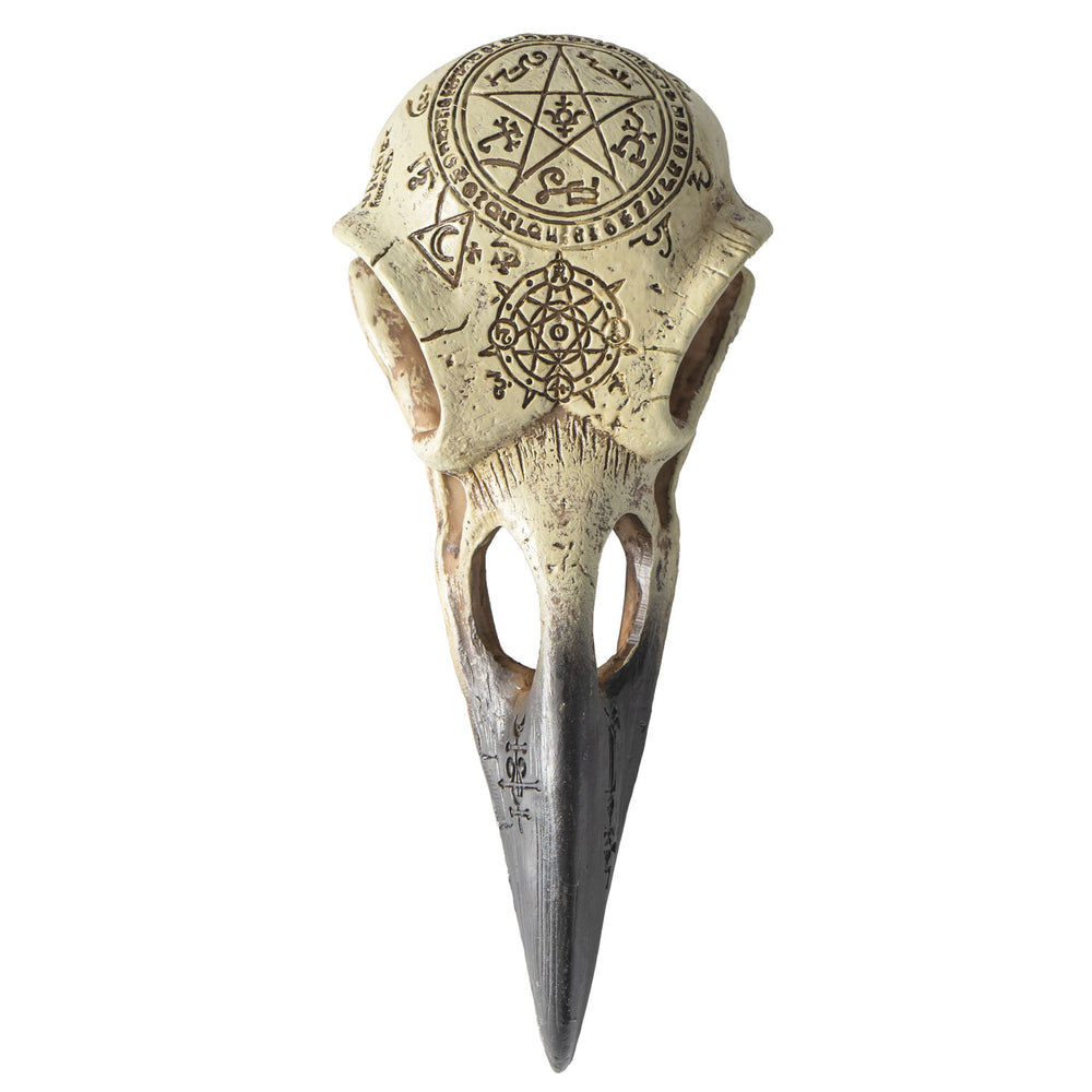 Alchemy Raven Skull – Dapper Cadaver Props