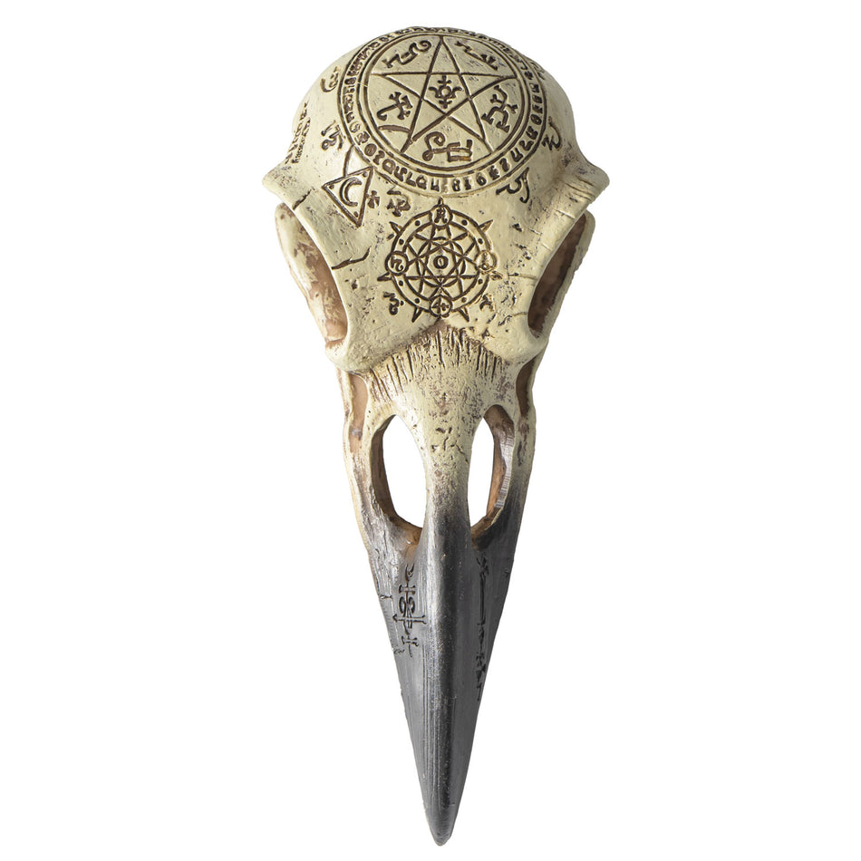 Alchemy Raven Skull – Dapper Cadaver Props