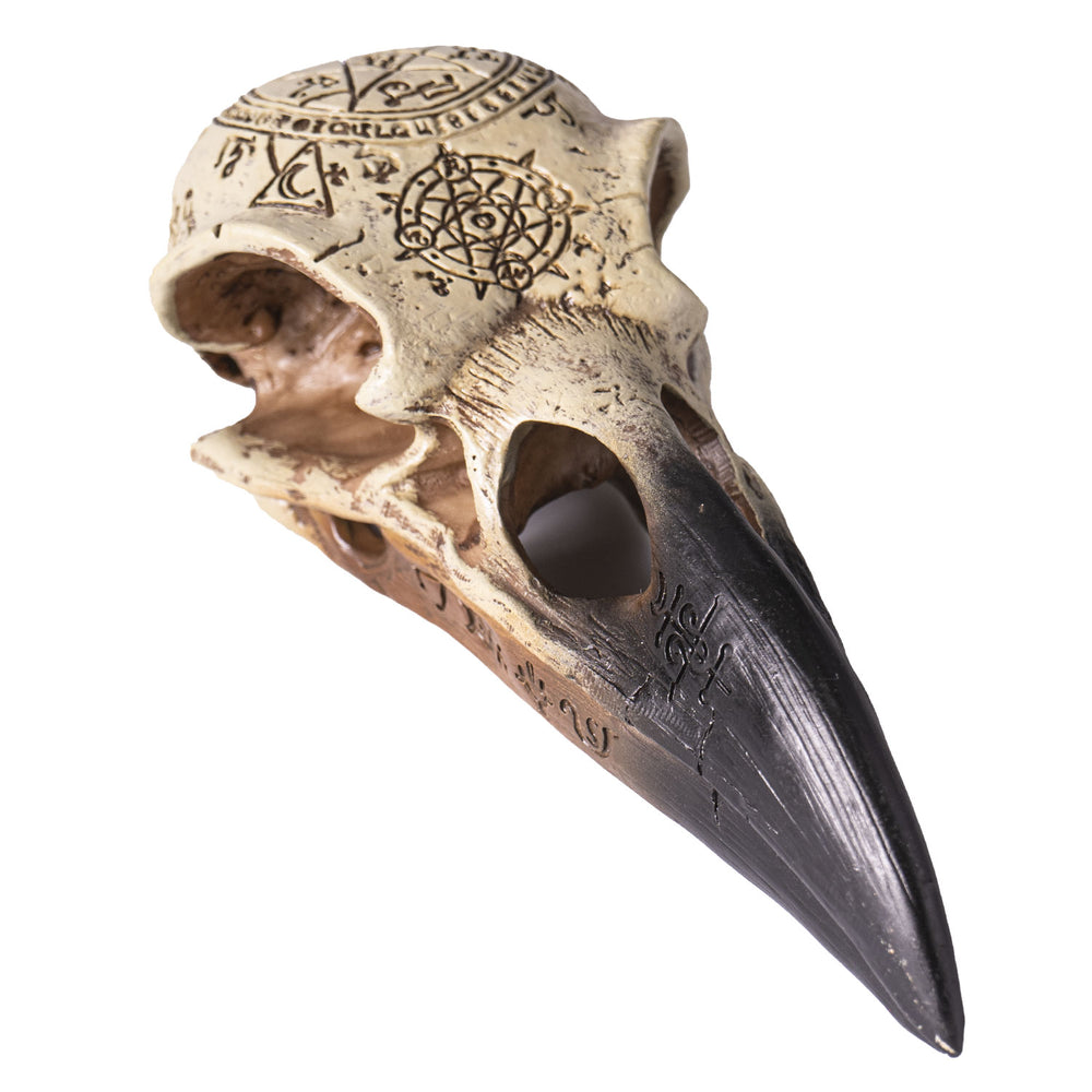 Alchemy Raven Skull – Dapper Cadaver Props