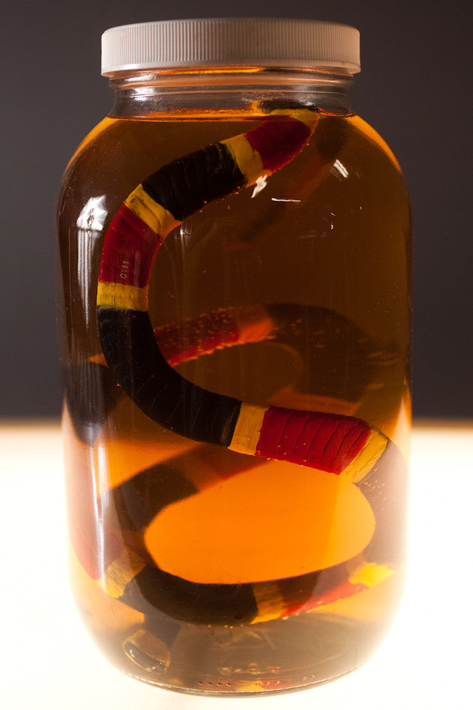Coral Snake Replica Specimen Jar – Dapper Cadaver Props