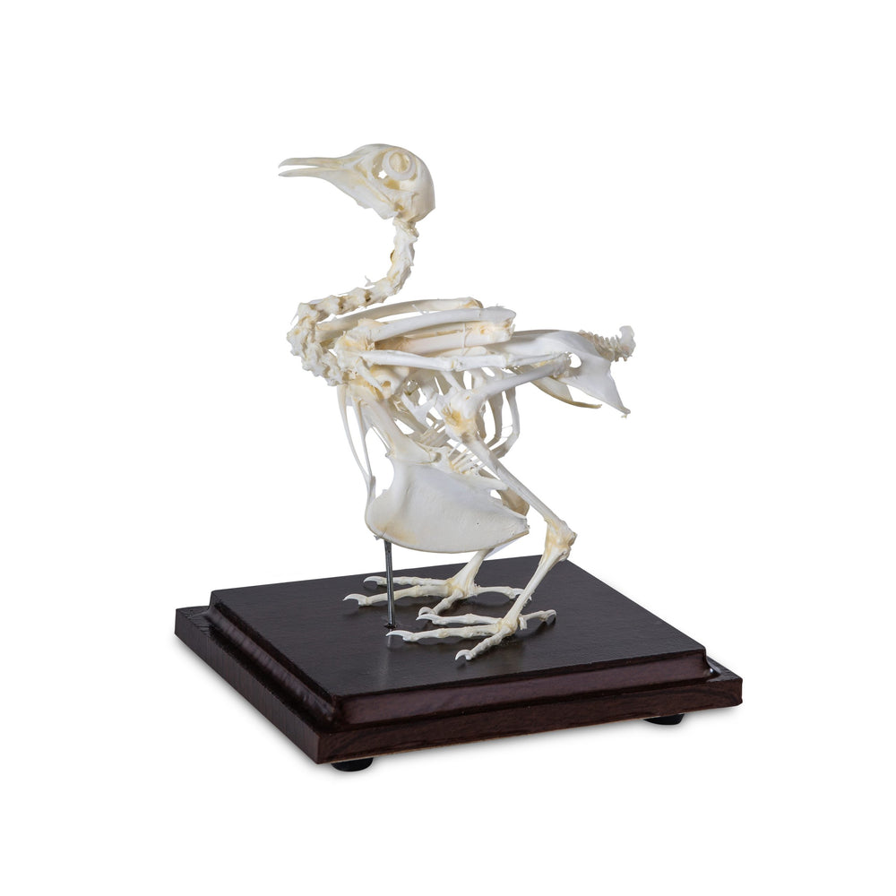 Pigeon Skeleton- Real Bone – Dapper Cadaver Props