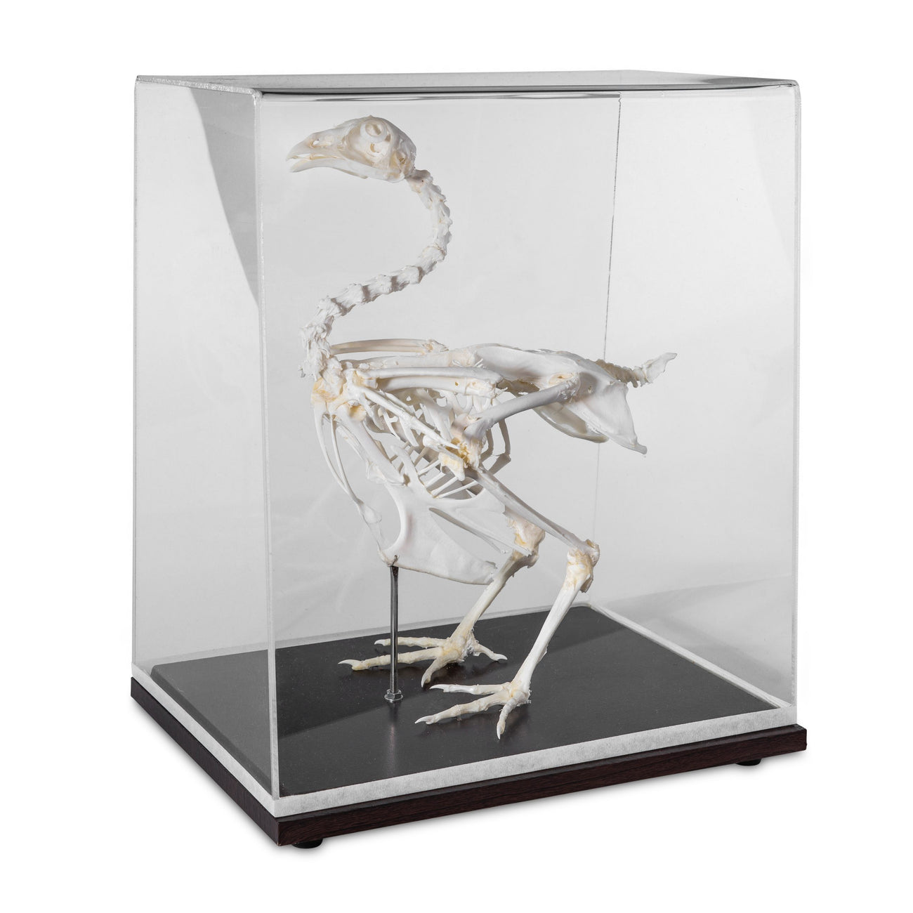 Chicken Skeleton- Real Bone – Dapper Cadaver Props