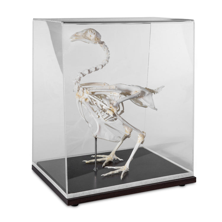 Chicken Skeleton- Real Bone – Dapper Cadaver Props
