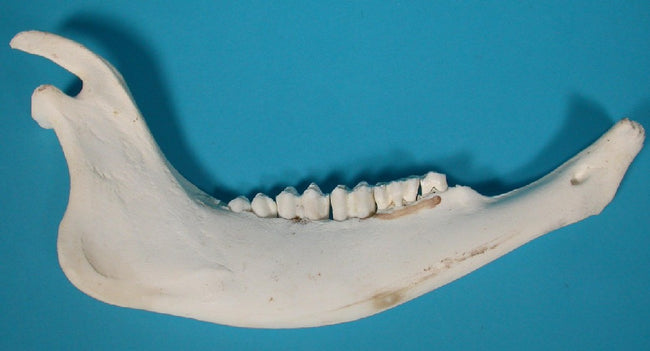 Buffalo Jaw Bone Prop – Dapper Cadaver Props