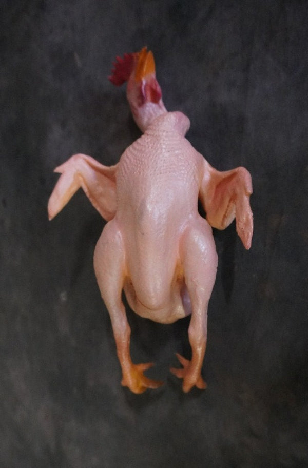 Raw Plucked Chicken Prop – Dapper Cadaver Props