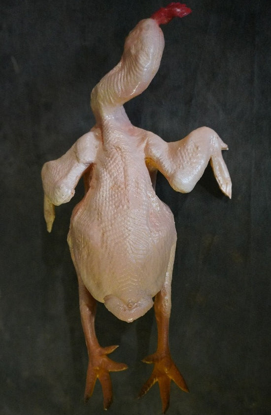 Raw Plucked Chicken Prop – Dapper Cadaver Props