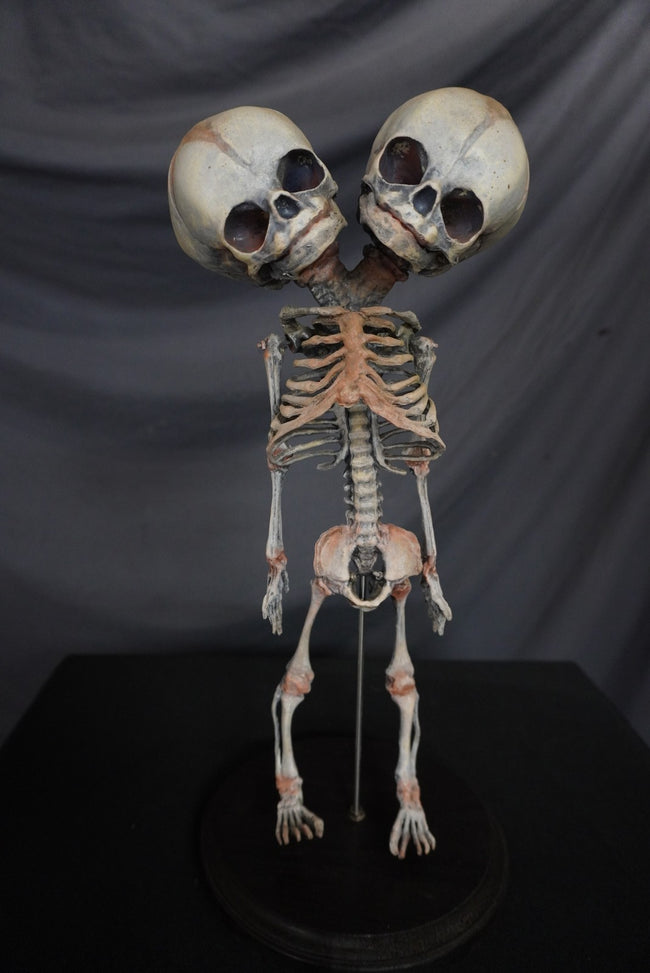 Two Headed Fetal Skeleton – Dapper Cadaver Props