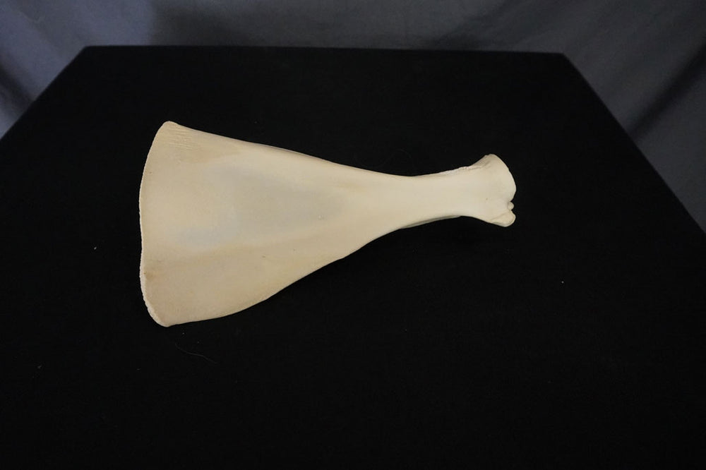 Deer Shoulder Blade- Real Bone – Dapper Cadaver Props