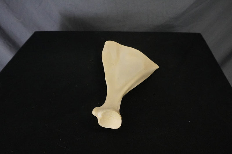 Deer Shoulder Blade- Real Bone – Dapper Cadaver Props