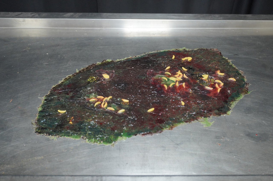 24" Purge Fluid Rubber Pool with Maggots – Dapper Cadaver Props