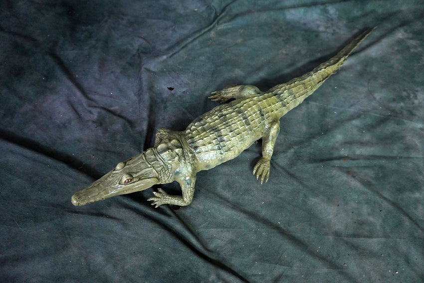 Alligator Prop – Dapper Cadaver Props