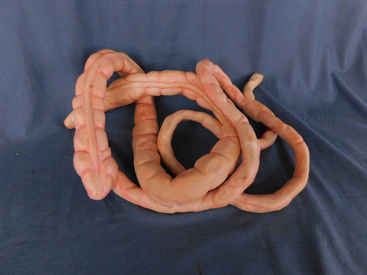 8ft Flex Intestines – Dapper Cadaver Props
