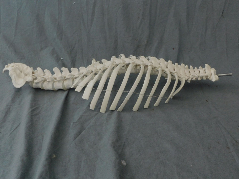Open Ribcage Prop – Dapper Cadaver Props