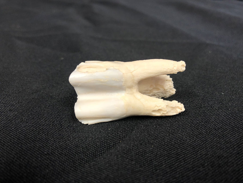 Cow Tooth – Dapper Cadaver Props