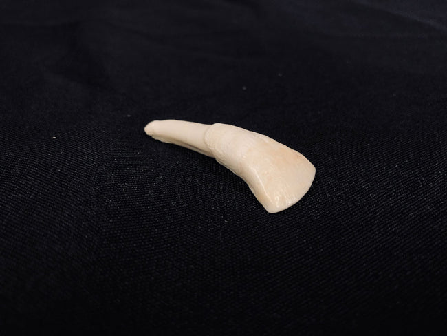 Water Buffalo Tooth- Real Bone – Dapper Cadaver Props
