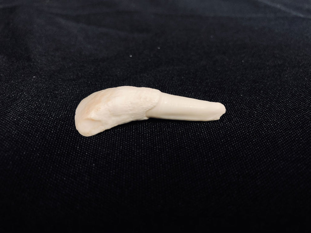Water Buffalo Tooth- Real Bone – Dapper Cadaver Props