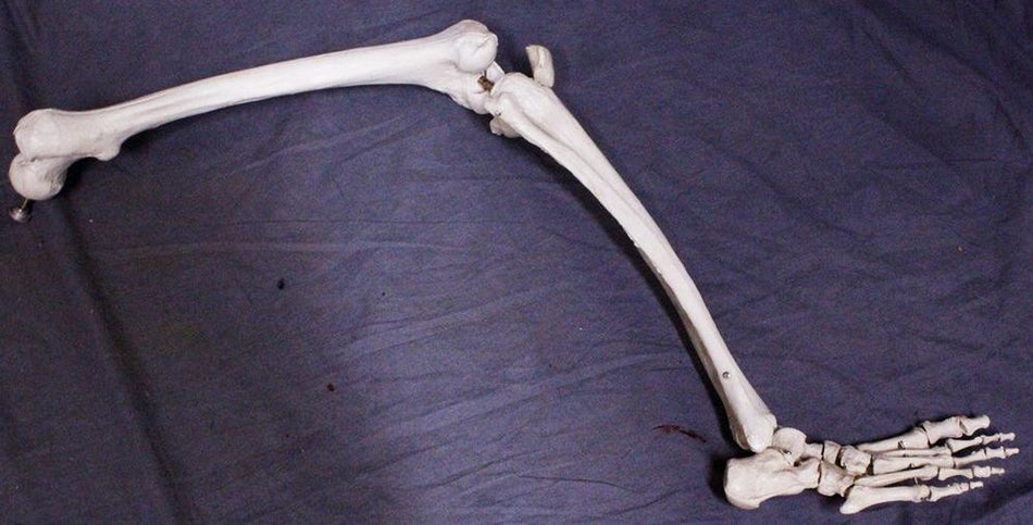 Full Skeletal Leg Prop – Dapper Cadaver Props
