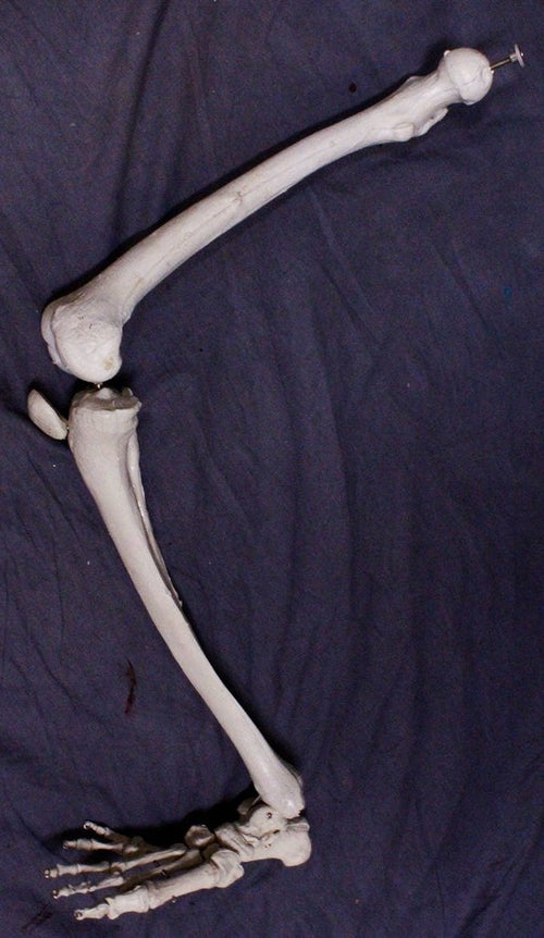 Full Skeletal Leg Bone Replica – Dapper Cadaver Props