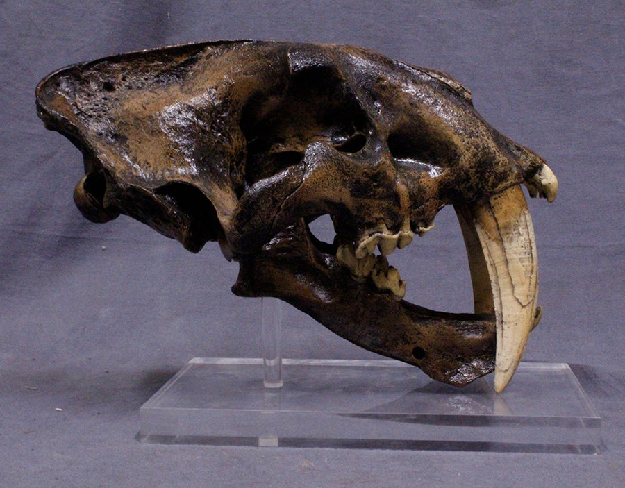 Sabertooth Cat Skull Replica – Dapper Cadaver Props