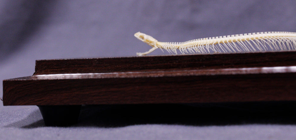 Snake Skeleton, Non-Venomous Snake – Dapper Cadaver Props