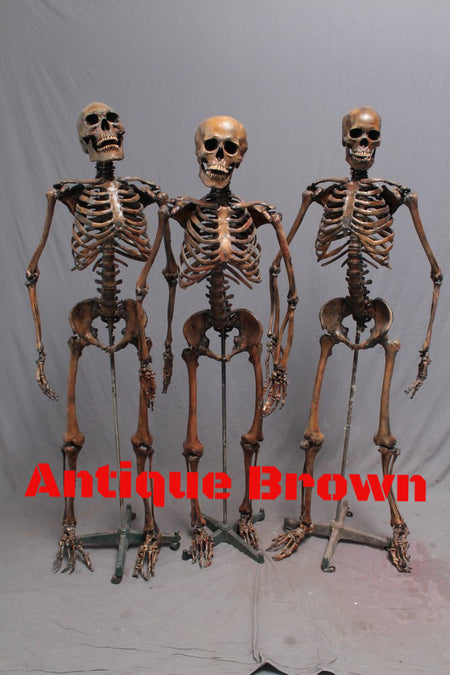 Academic Skeleton – Dapper Cadaver Props