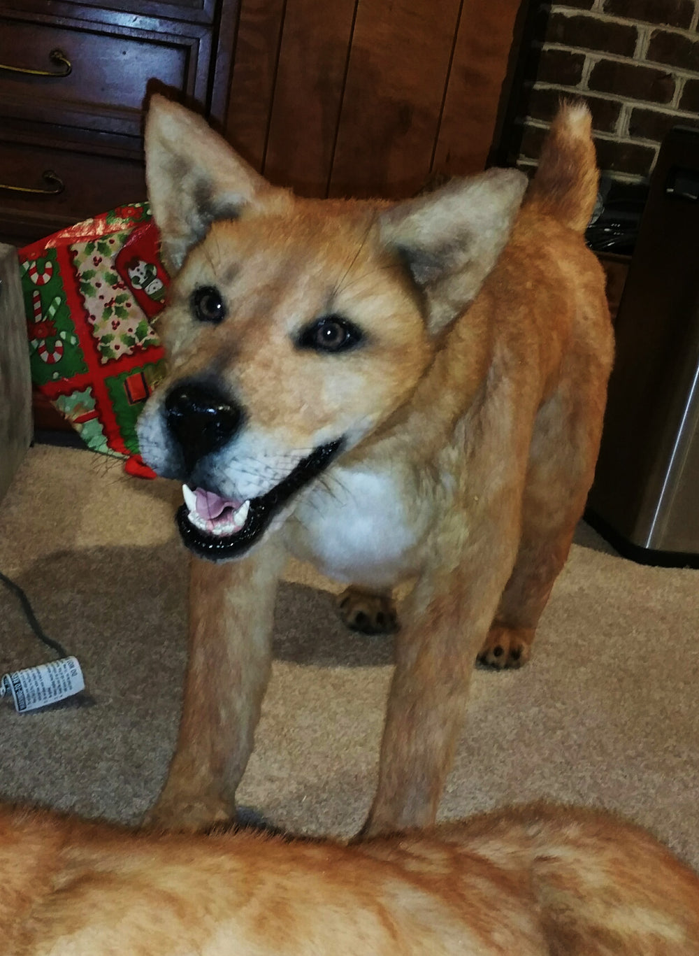 Canaan Dog Prop – Dapper Cadaver Props