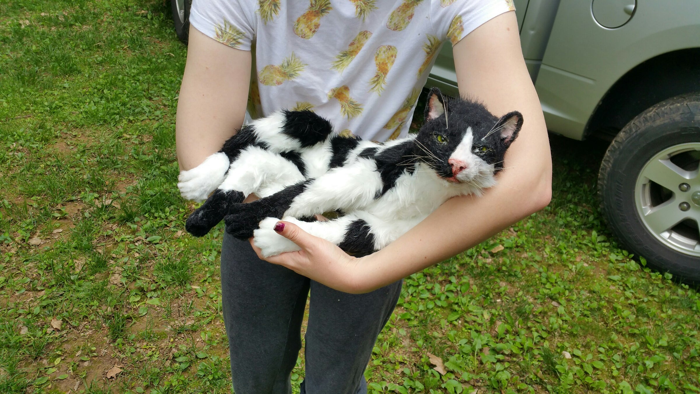 Cow Cat Prop - Special Order – Dapper Cadaver Props