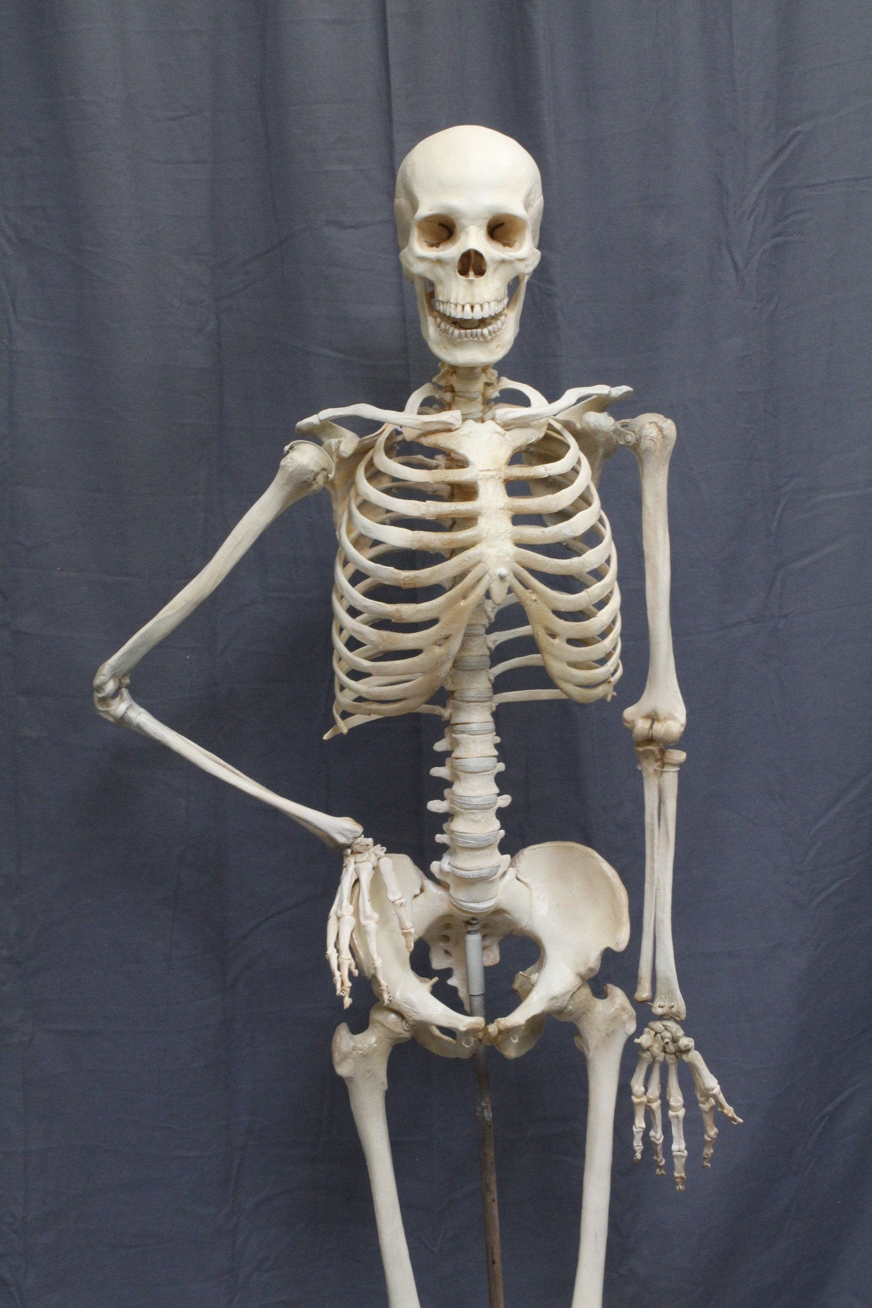 real full skeleton