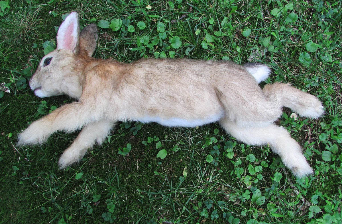 Wild Animal Props – Dapper Cadaver Props