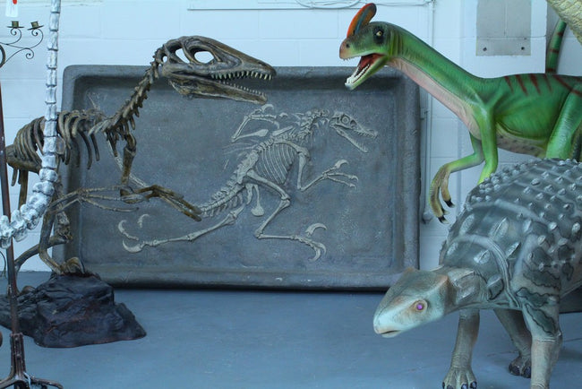 Raptor Skeleton Dig Box Rental – Dapper Cadaver Props