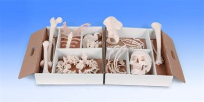 Medical Disarticulated Skeleton – Dapper Cadaver Props