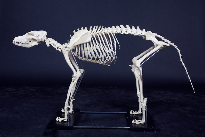 Animal Props - Animal Skulls, Taxidermy & Stunt Doubles – Dapper ...