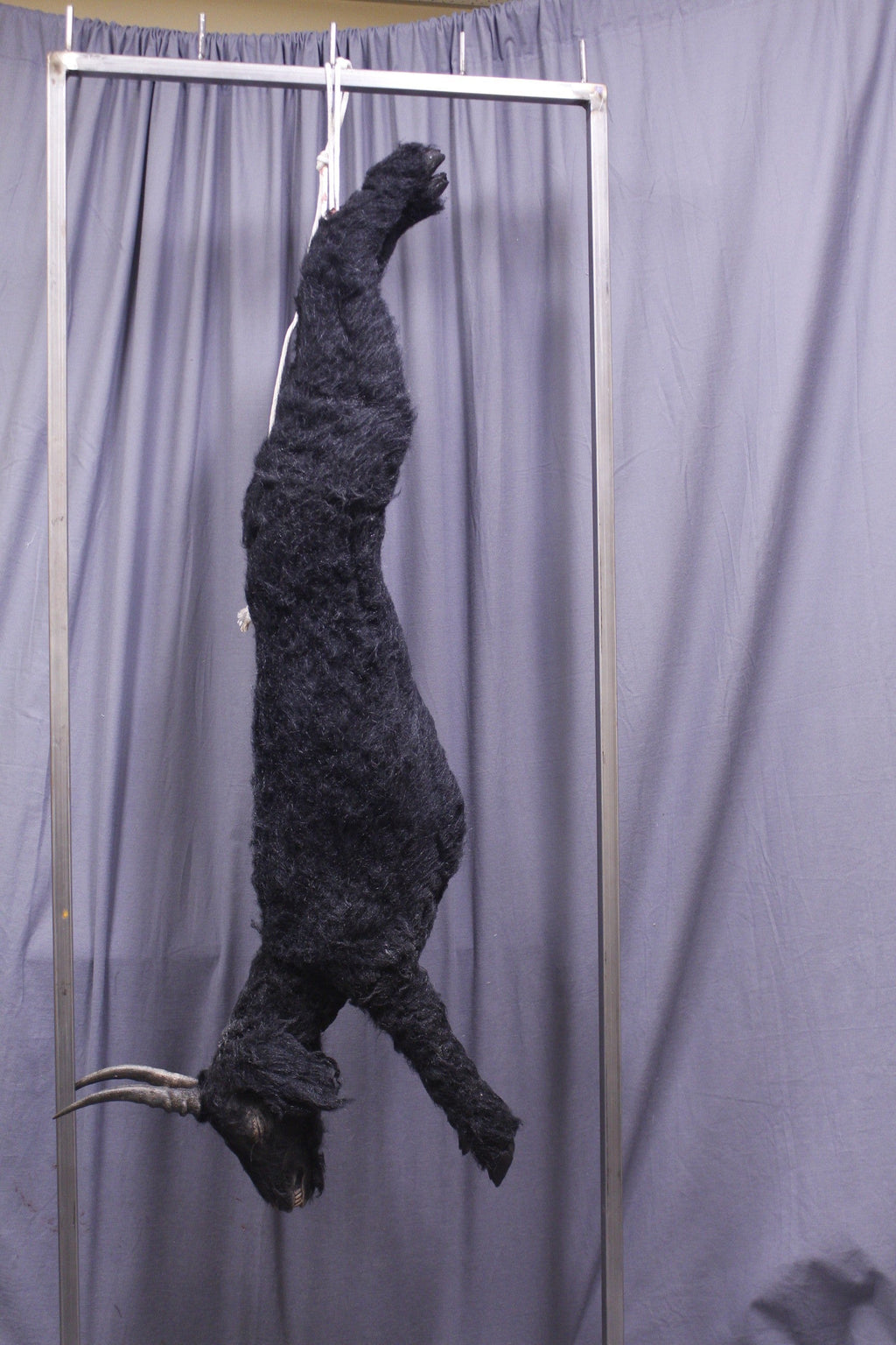 Black Goat Cadaver with Fur Prop – Dapper Cadaver Props