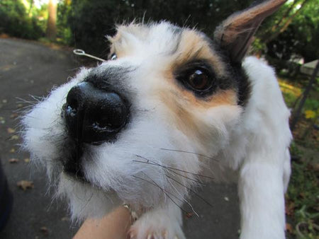 Jack Russell Terrier Dog Prop – Dapper Cadaver Props