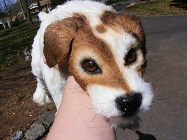 Jack Russell Terrier Dog Prop – Dapper Cadaver Props