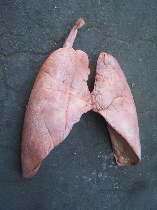 actual lungs