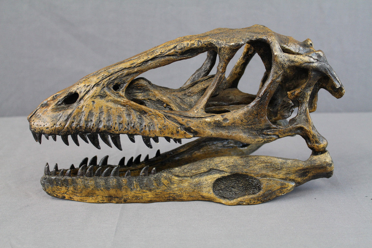deinonychus skull shape