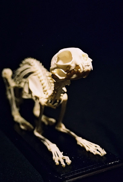 polecat skeleton