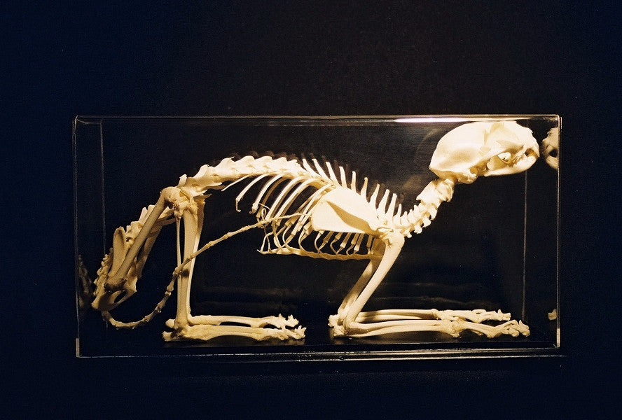 polecat skeleton