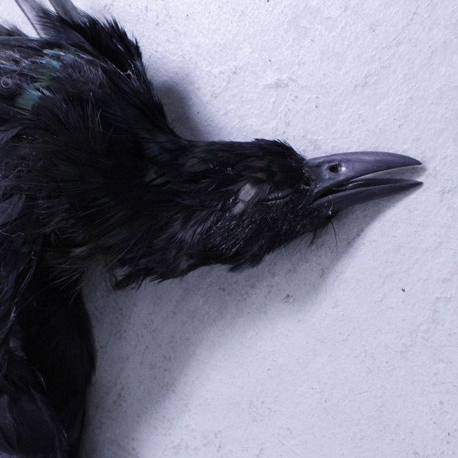 Replica Dead Crow Prop – Dapper Cadaver Props