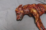 Rotten Rocky, The Decayed Dog Prop – Dapper Cadaver Props