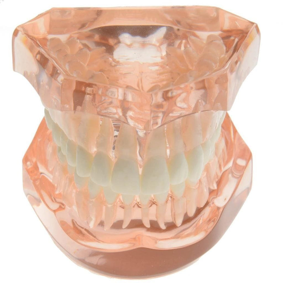 Dental Tooth Set – Dapper Cadaver Props