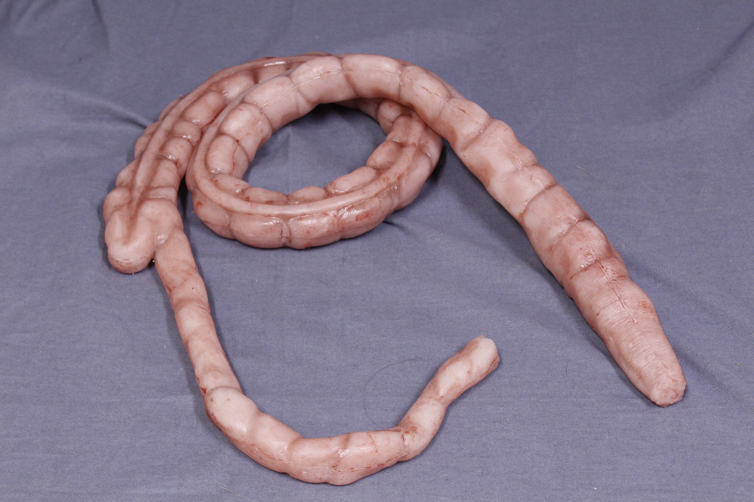 Silicone Large Intestine Prop – Dapper Cadaver Props