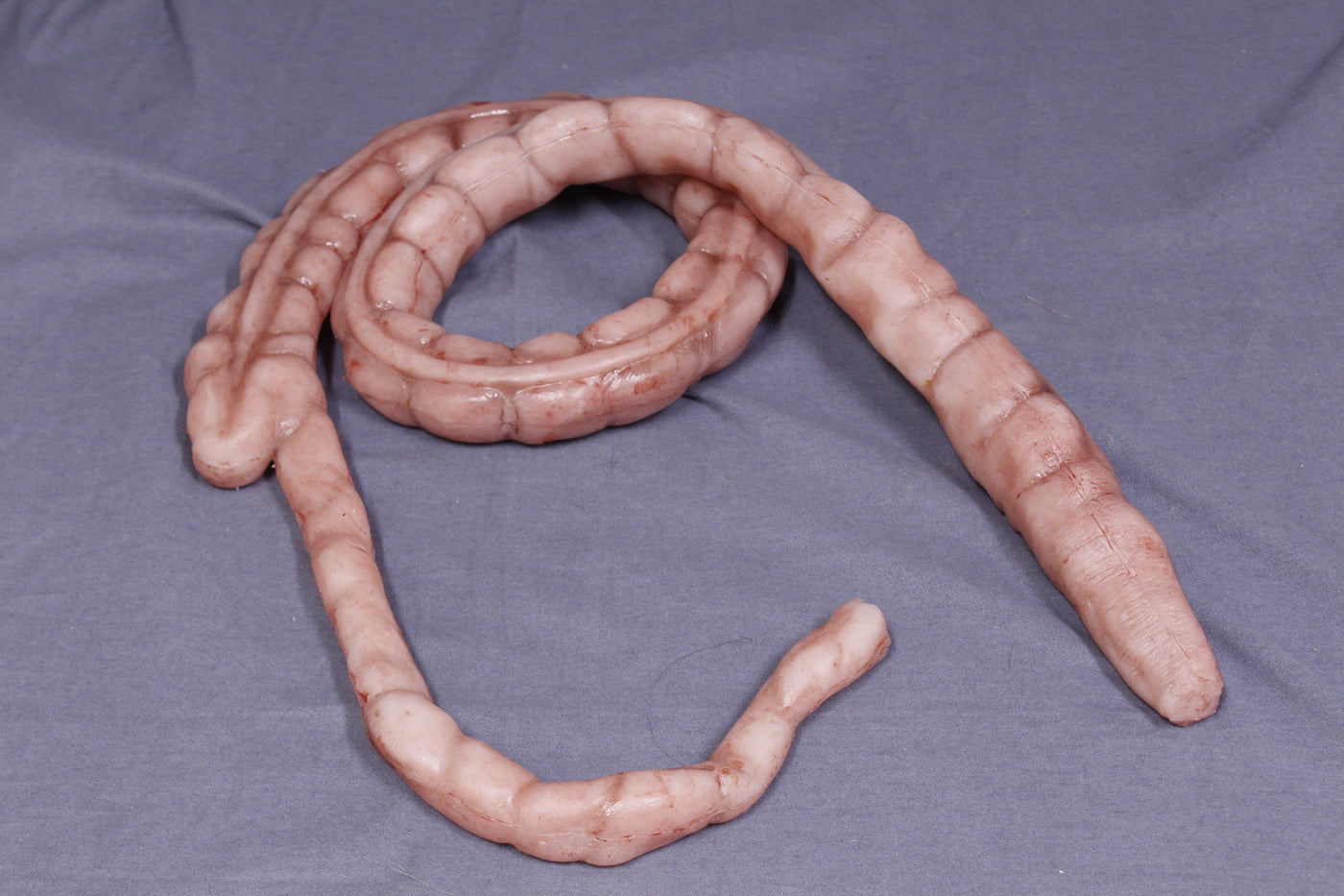 Silicone Large Intestine Prop – Dapper Cadaver Props